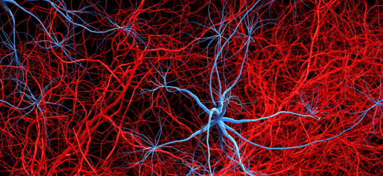 Angiologie et phlébologie : quelles différences